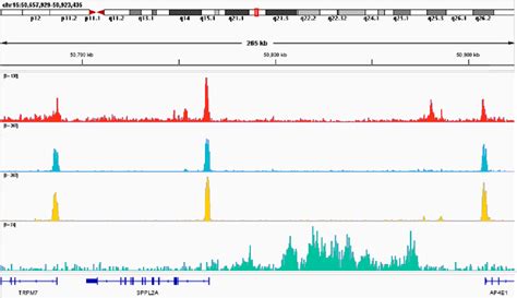 Cutandrun Profiling Histone Marks In K562 Igb Browser Tracks Are Shown