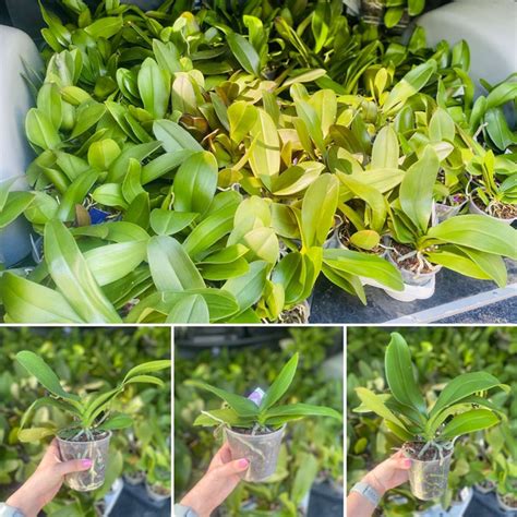 Рослина орхідея з кольором цвітіння сюрприз в горщику 12см купити онлайн на Rozetka