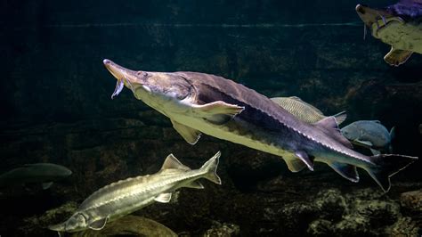 Sturgeon Size American Oceans