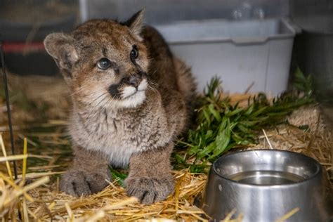 Cougar Cubs Condition Improves Northwest Trek