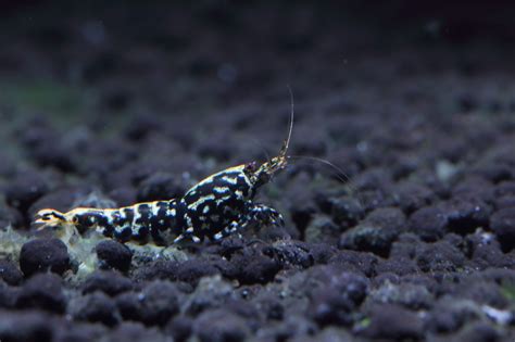 Water Parameters Madshrimp