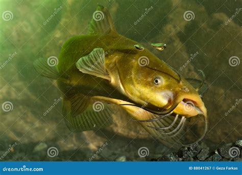 Black Bullhead Catfish Ameiurus Melas Underwater Photography Royalty