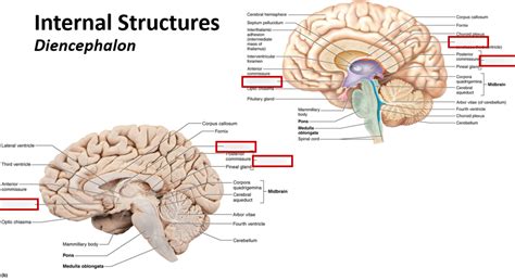 Internal Structures Diencephalon Diagram Quizlet