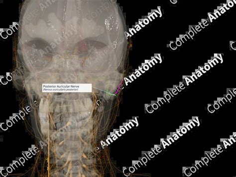 Posterior Auricular Nerve Right Complete Anatomy