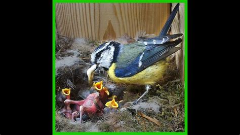 45 Days In 15 Minutes Highlights From The Wild Bluetit Nest Box Close