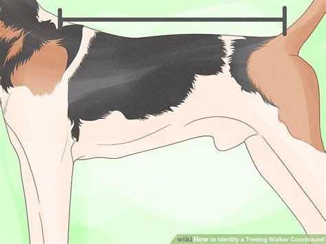 Ways To Identify A Treeing Walker Coonhound WikiHow
