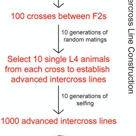 the flowchart describes construction of advanced intercross lines