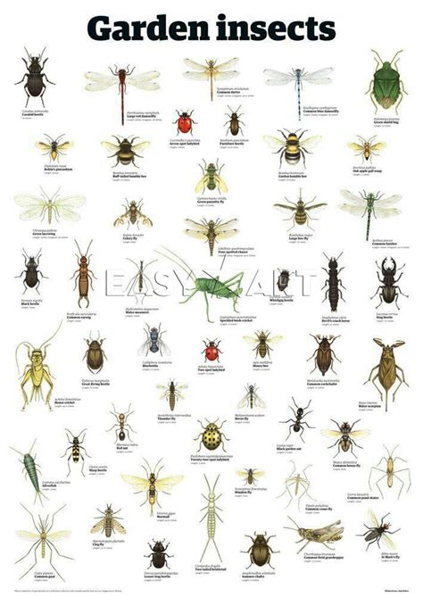 Australian Insect Identification Chart