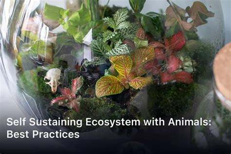 Self Sustaining Ecosystem With Animals Best Practices