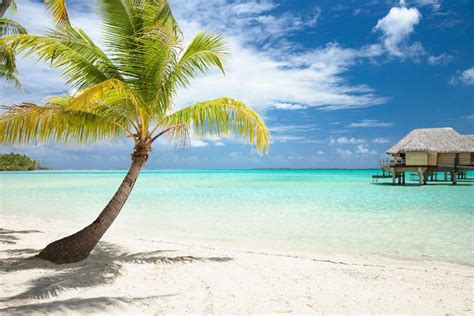 Tropical Beach Landscape Palm Trees Landscape Of Palm Tree On Beach