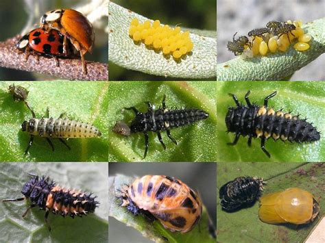 What Is Ladybug Larvae