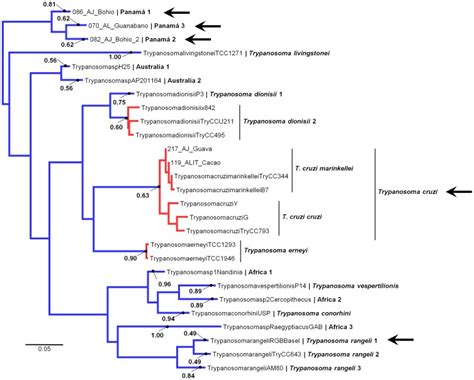 Maximum Likelihood Phylogeny With Bayesian Support Values Presented For Download Scientific