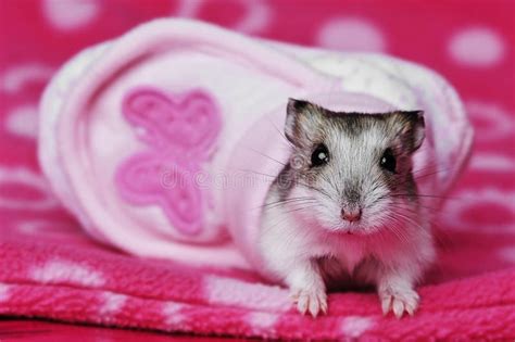 Netter Hamster Und Zwei Baby Kaninchen Zusammen Im Heu Stockbild Bild