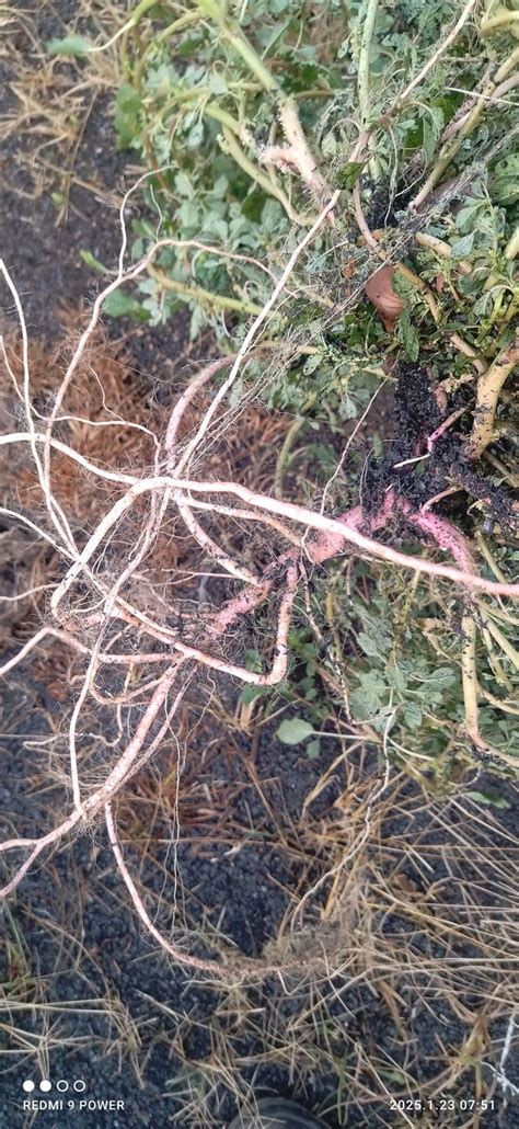 Root Development Using Biochar In Addition To Its Role As A Carbon Co