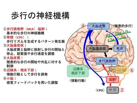 歩行のメカニズムを神経学的視点から解説 rehabilitation plus