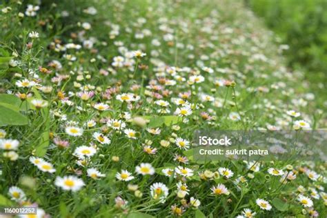 Berbunga Bunga Aster Oxeye Daisy Leucanthemum Vulgare Aster Doxeye Moon