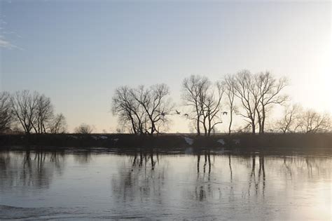 화창한 오후에 강을 날아다니는 야생 거위 새 무리와 유럽의 물에 반사되는 나무 0명에 대한 스톡 사진 및 기타 이미지 0명 가을 갈대속 벼과 Istock