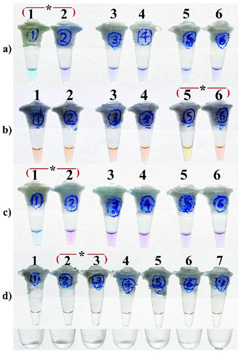 Optimization Of The Dntp Concentration In Hnb Lamp A Calcein Lamp