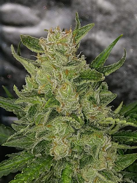 advanced seeds strawberry gum grow journal week10 by stoneymelony