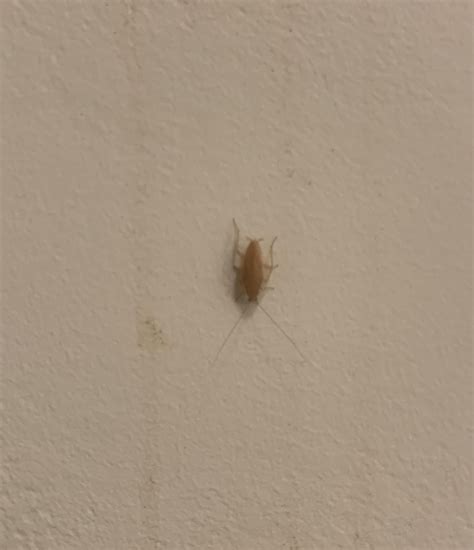 Is This Some Type Of Cockroach Rwhatbugisthis
