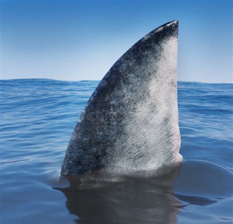 Shark Dorsal Fin Stock Illustrations 1162 Shark Dorsal Fin Stock