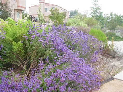 Mother Natures Backyard A Water Wise Garden Plant Of The Month