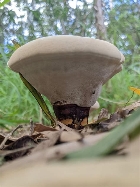 Are These Ganoderma Sp Found In A Coastal Reserve In The Wide Bay Region Qld Australia