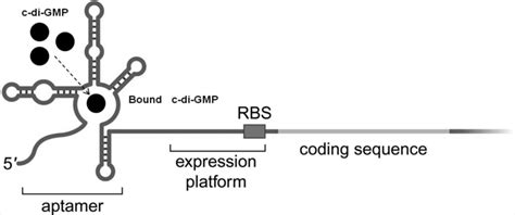 The Architecture Of A C Di Gmp Responsive Riboswitch C Di Gmp Binding Download Scientific
