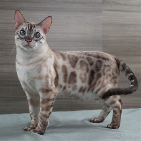 Snow Bengal Kittens Lynx Mink And Sepia Expert Mn Breeder