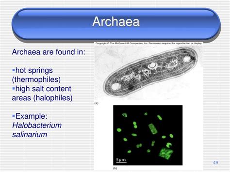 Ppt The Prokaryotes Powerpoint Presentation Free Download Id 3026123