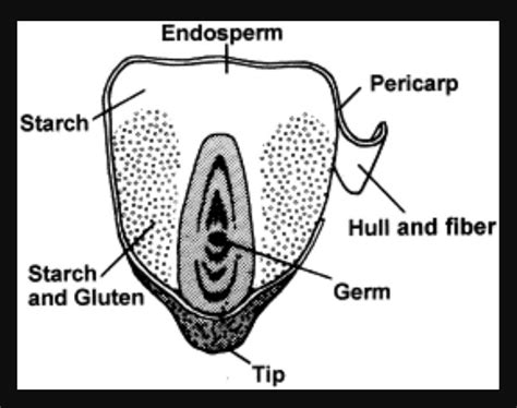 Corn Kernel Diagram