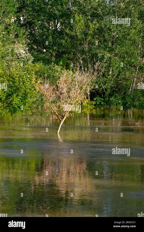 Landscape Flood And Reflection Of The Trees Stock Photo Alamy