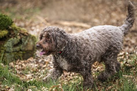 Brown Cockapoo In The Windsor Forest Stock Image Image Of Beautiful