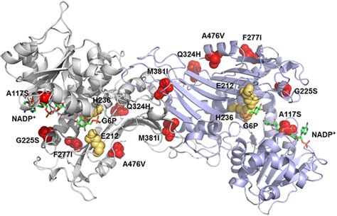 Dimeric Structure Model Of Zmg6pdh Mutant Mut 4 2 The Subunits A And B