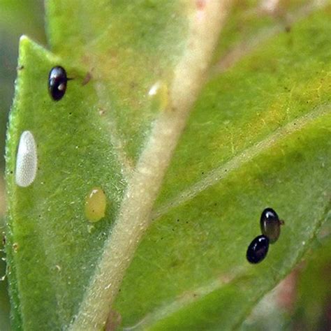 How To Get Rid Of Aphids And Prevent Aphids Trifecta Natural
