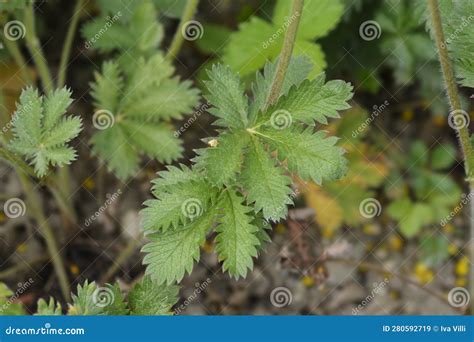 Slender Cinquefoil Stock Image Image Of Cinquefoil