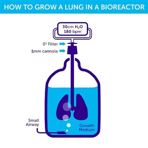 Growing 3d Lung Tissue In The Lab To Beat Cancer Cambridge Network