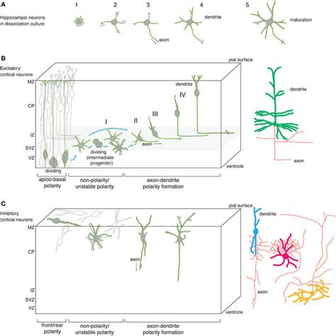 Regulation Of Cortical Neuron Polarization Axon Formation In Vivo Is Download Scientific