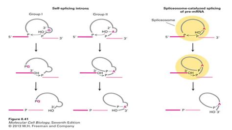 Post Transcriptional Modifications Pptx Chemistry Science