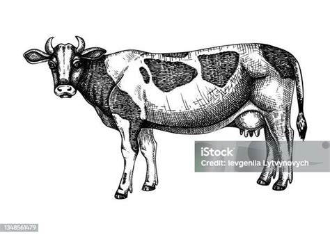Sketsa Vektor Sapi Ilustrasi Stok Unduh Gambar Sekarang Belarus
