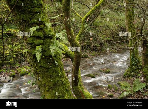 Common Polypody Fern On Oak Tree Polypodium Vulgare Temperate