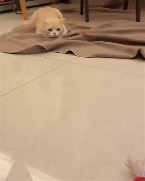 Launch Sequence Initiated R Formyberb