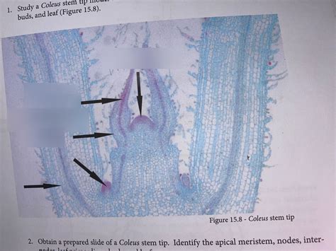 Coleus Stem Tip Diagram