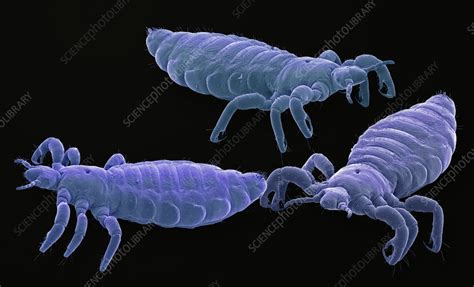 Head Louse Microscope Download Louse Under Microscope Wallpaper