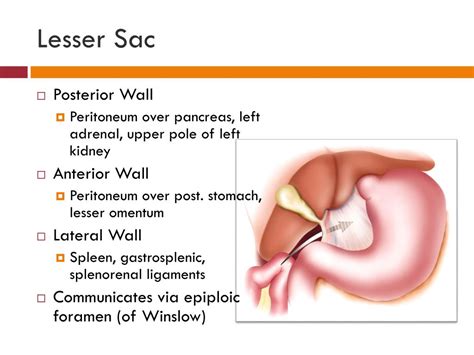 Ppt Fascia Of The Abdomen Powerpoint Presentation Free Download Id 1978915