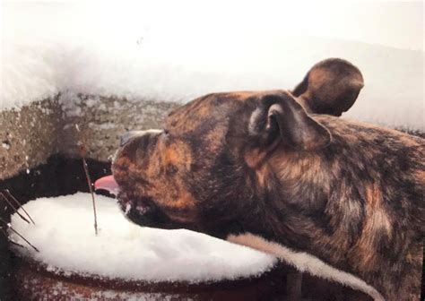 Pixie Rose Photography Trying To Catch A Snowflake On Her Tongue So Glad I Got My Cds
