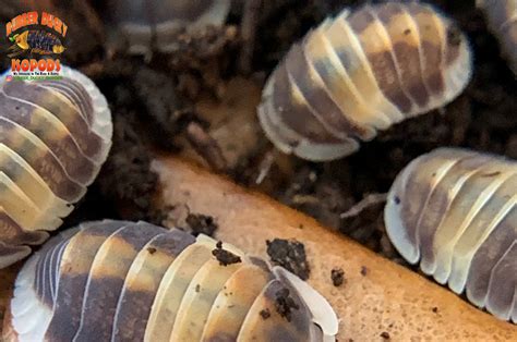 Rubber Ducky Isopods We Specialize In The Rare And Exotic Den