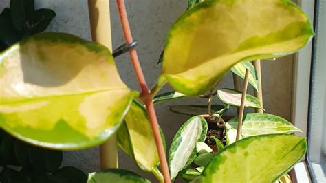 ПЕРЕСАДКА ХОЙИ "АУСТРАЛИС ЛИЗА" - YouTube