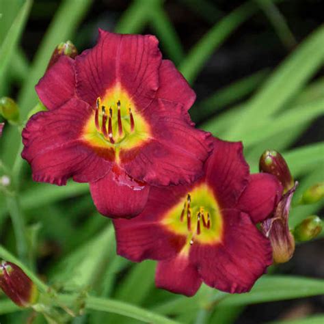 Daylily Pardon Me Shipped From Grower To Your Door
