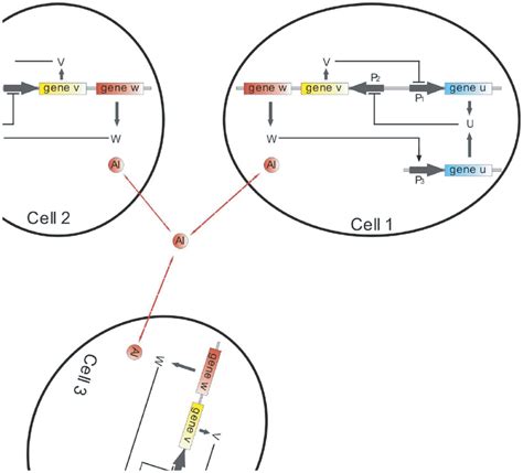 A Simplified Scheme Of The Genetic Network Under Download Scientific Diagram